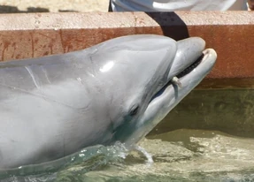 Alpha Photos | SeaWorld Orlando Dolphins Wiki | Fandom