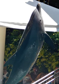 Jackson | SeaWorld Orlando Dolphins Wiki | Fandom