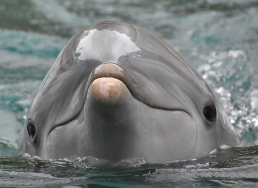 Aurora | SeaWorld Orlando Dolphins Wiki | Fandom