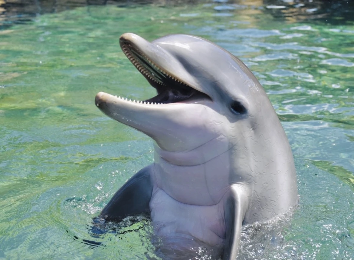 Lola | SeaWorld Orlando Dolphins Wiki | Fandom