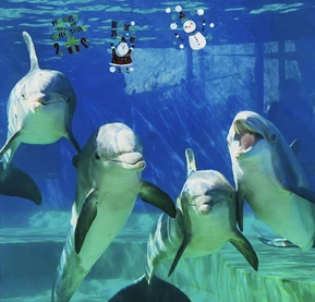Axl Photos | SeaWorld Orlando Dolphins Wiki | Fandom