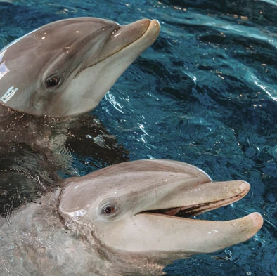 Apollo Photos | SeaWorld Orlando Dolphins Wiki | Fandom