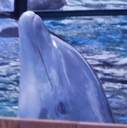 Bubba Photos | SeaWorld Orlando Dolphins Wiki | Fandom
