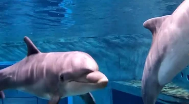 Apollo Photos | SeaWorld Orlando Dolphins Wiki | Fandom