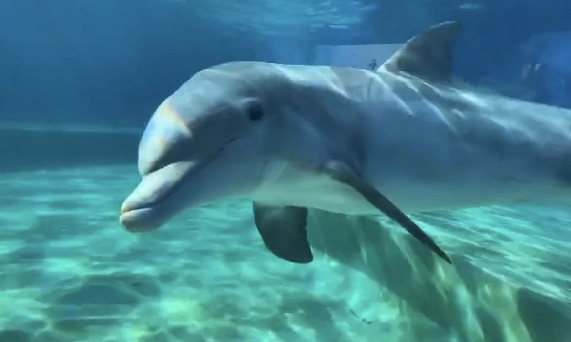 Archer Photos | SeaWorld Orlando Dolphins Wiki | Fandom