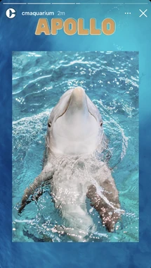 Apollo Photos | SeaWorld Orlando Dolphins Wiki | Fandom