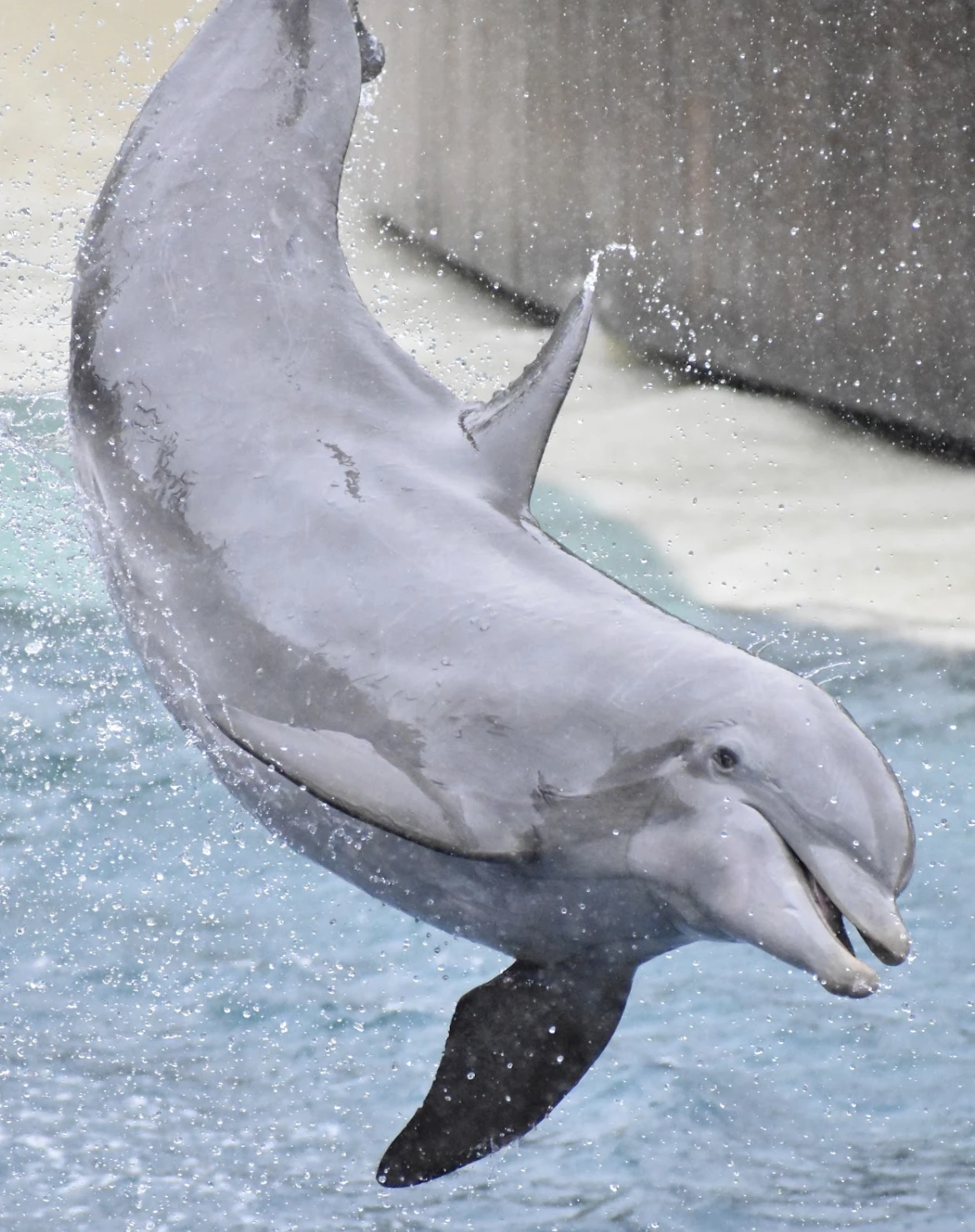 Tyler | SeaWorld Orlando Dolphins Wiki | Fandom