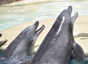 Phil Photos | SeaWorld Orlando Dolphins Wiki | Fandom