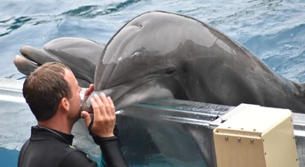 Tiger Photos | SeaWorld Orlando Dolphins Wiki | Fandom