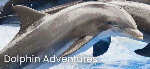 Alejandro Photos | SeaWorld Orlando Dolphins Wiki | Fandom