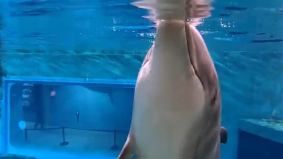 Apollo Photos | SeaWorld Orlando Dolphins Wiki | Fandom