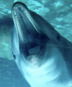 Axl | SeaWorld Orlando Dolphins Wiki | Fandom