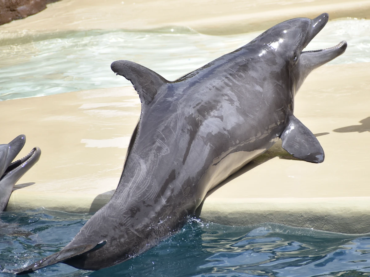 Phil | SeaWorld Orlando Dolphins Wiki | Fandom