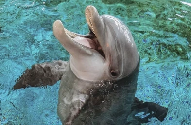 Apollo Photos | SeaWorld Orlando Dolphins Wiki | Fandom