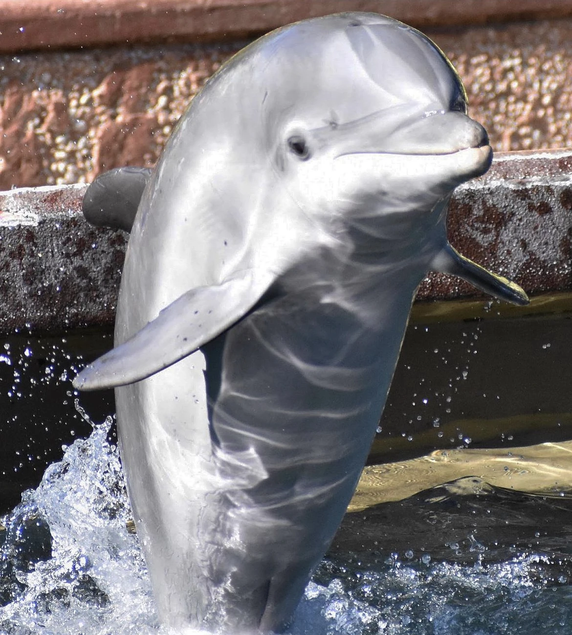 Spark | SeaWorld Orlando Dolphins Wiki | Fandom