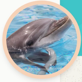 Apollo Photos | SeaWorld Orlando Dolphins Wiki | Fandom