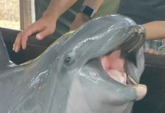 Alpha Photos | SeaWorld Orlando Dolphins Wiki | Fandom