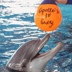 Apollo Photos | SeaWorld Orlando Dolphins Wiki | Fandom