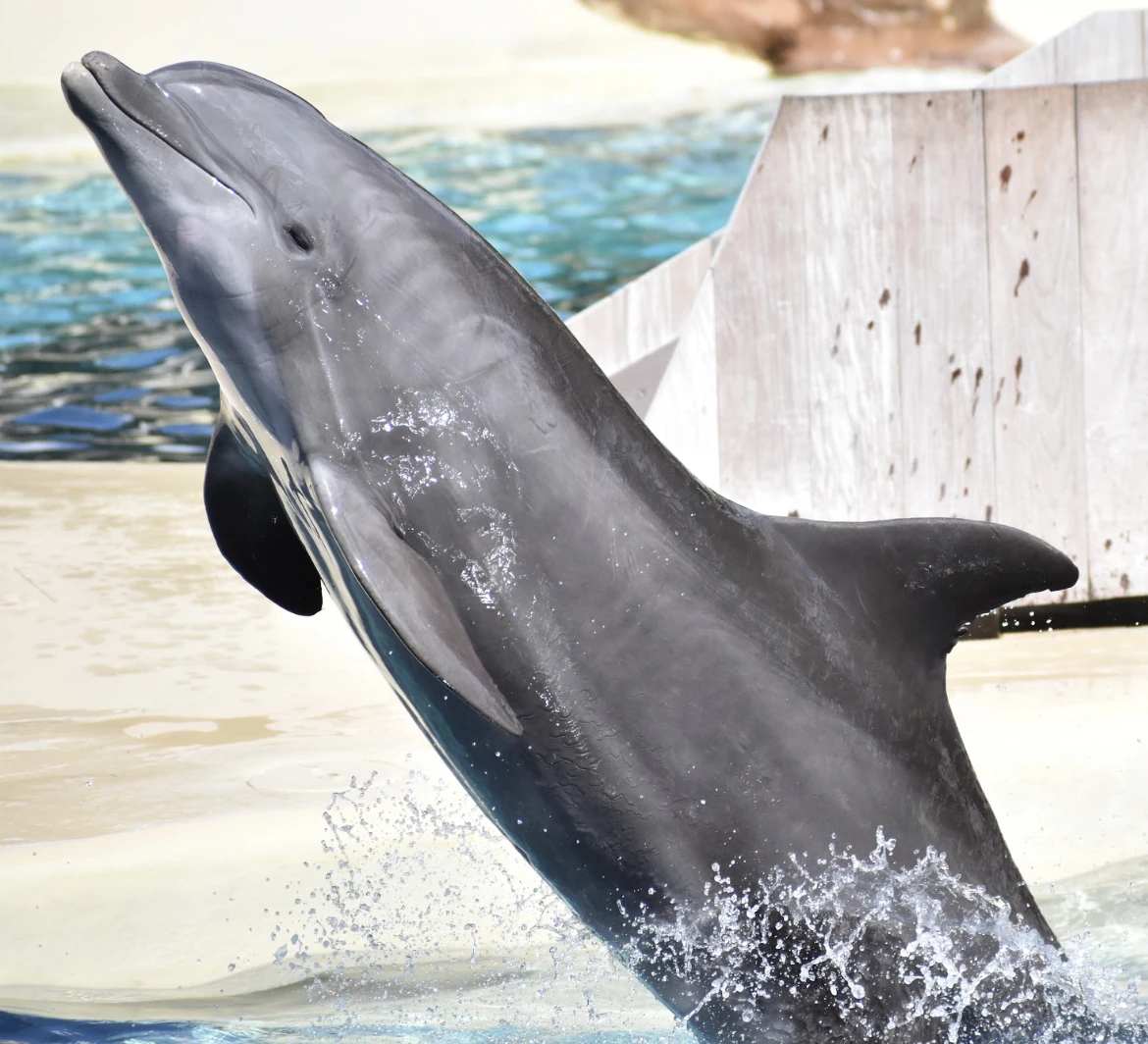 Diego | SeaWorld Orlando Dolphins Wiki | Fandom