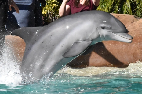 Spark | SeaWorld Orlando Dolphins Wiki | Fandom