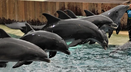 Tiger Photos | SeaWorld Orlando Dolphins Wiki | Fandom