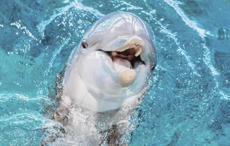 Apollo Photos | SeaWorld Orlando Dolphins Wiki | Fandom