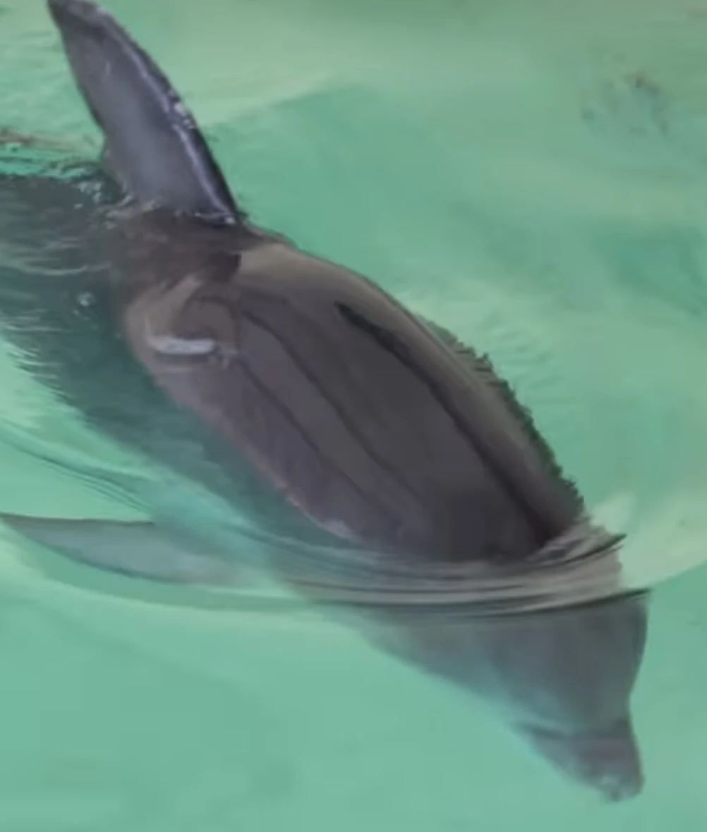 Ridgway Photos | SeaWorld Orlando Dolphins Wiki | Fandom