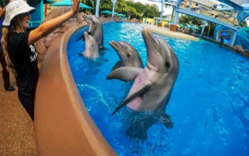 Hailey Photos | SeaWorld Orlando Dolphins Wiki | Fandom