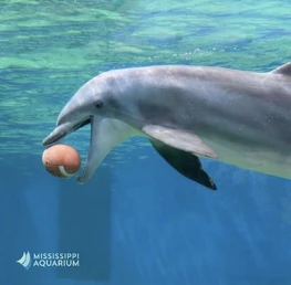 Axl Photos | SeaWorld Orlando Dolphins Wiki | Fandom