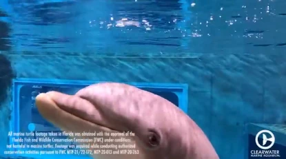 Apollo Photos | SeaWorld Orlando Dolphins Wiki | Fandom