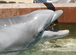 Alpha Photos | SeaWorld Orlando Dolphins Wiki | Fandom