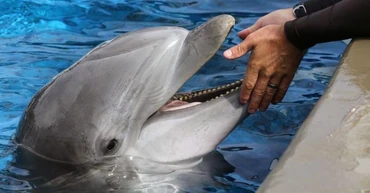 Alpha Photos | SeaWorld Orlando Dolphins Wiki | Fandom