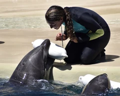 Starbuck Photos (2) | SeaWorld Orlando Dolphins Wiki | Fandom
