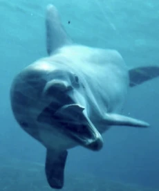 Axl Photos | SeaWorld Orlando Dolphins Wiki | Fandom