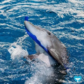 Apollo Photos | SeaWorld Orlando Dolphins Wiki | Fandom