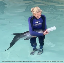 Vortex | SeaWorld Orlando Dolphins Wiki | Fandom