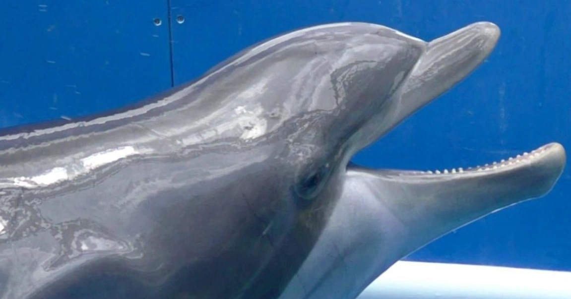 Tiger | SeaWorld Orlando Dolphins Wiki | Fandom