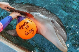 Apollo Photos | SeaWorld Orlando Dolphins Wiki | Fandom