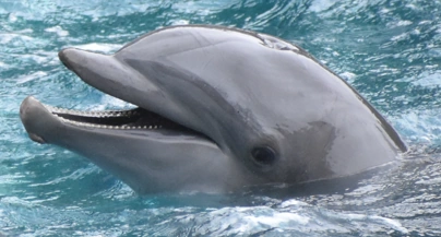 Jackson | SeaWorld Orlando Dolphins Wiki | Fandom