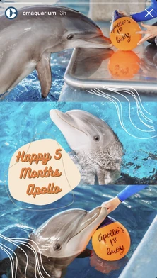 Apollo Photos | SeaWorld Orlando Dolphins Wiki | Fandom