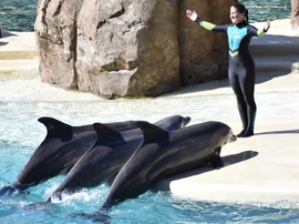 Jackson Photos | SeaWorld Orlando Dolphins Wiki | Fandom