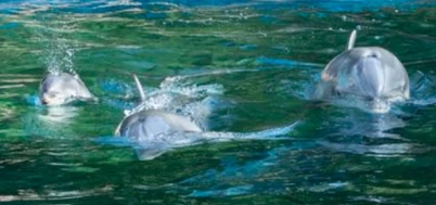 Bree Photos | SeaWorld Orlando Dolphins Wiki | Fandom