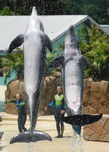 Tiger Photos | SeaWorld Orlando Dolphins Wiki | Fandom