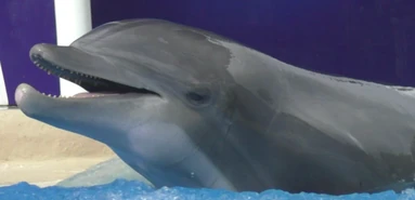 Bubba | SeaWorld Orlando Dolphins Wiki | Fandom