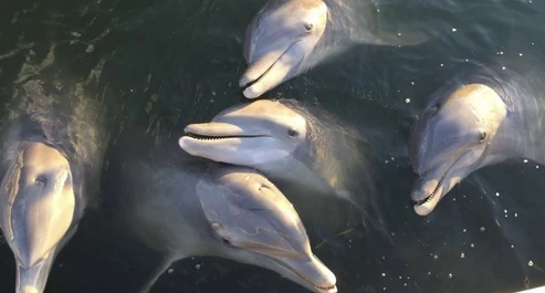 Axl Photos | SeaWorld Orlando Dolphins Wiki | Fandom