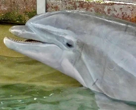 Alpha Photos | SeaWorld Orlando Dolphins Wiki | Fandom