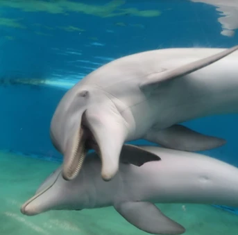 Amara Photos | SeaWorld Orlando Dolphins Wiki | Fandom