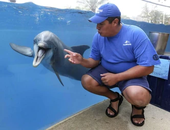 Gilly Photos | SeaWorld Orlando Dolphins Wiki | Fandom