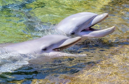 Lola Photos | SeaWorld Orlando Dolphins Wiki | Fandom