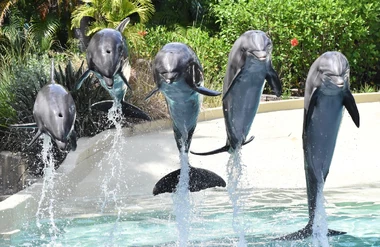 Starbuck Photos (2) | SeaWorld Orlando Dolphins Wiki | Fandom